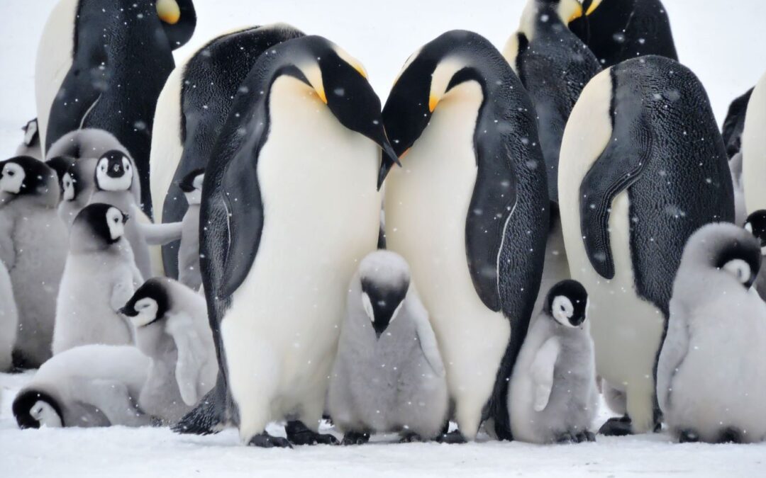 Weddell Sea | Antarctic Polar Expeditions
