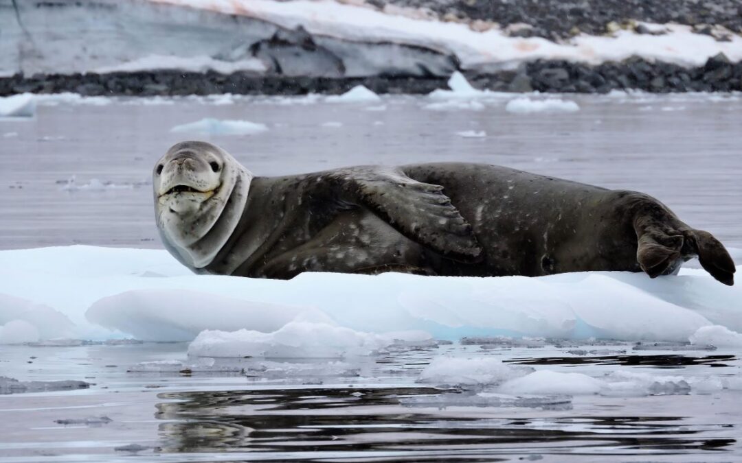 Antarctic Peninsula | Antarctic Polar Expeditions