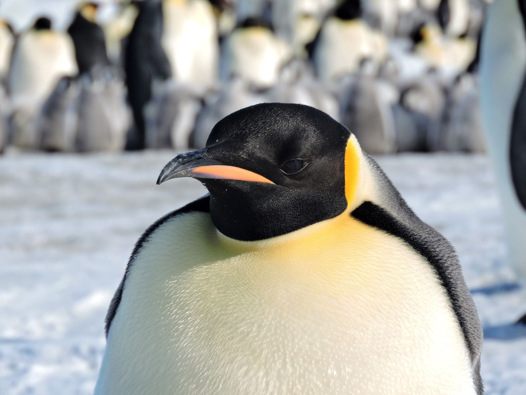 Emperor Penguin Quest: Expedition to Snow Hill | Antarctic Polar ...